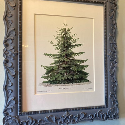Christmas Tree Pine Print SET of 4 Botanical Antique Nordmann Caucasian ...