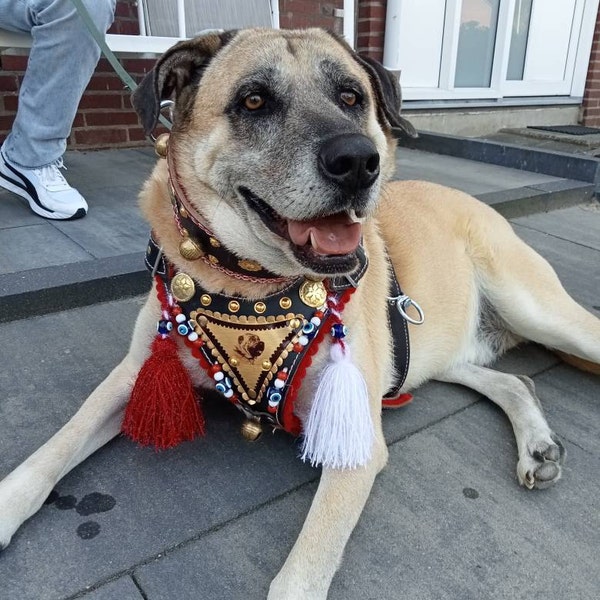 Genuine Leather Kangal Dog Collar With Bell Lanyard Specially Named for ...