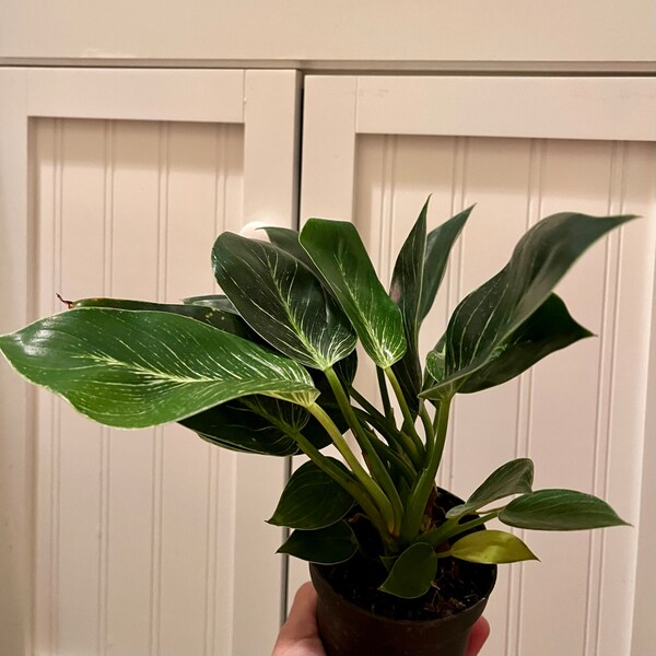 Philodendron Pluto choco Empress Starter Plant ALL STARTER PLANTS ...