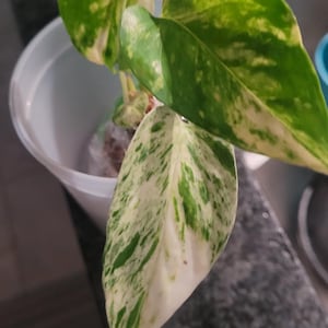 Valencia Teruno Pothos - Etsy