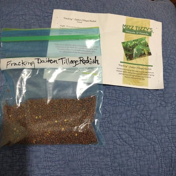 Cherokee, North Georgia Candy Roaster Squash . Cucurbita Maxima - Etsy