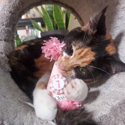 Girl Cat Birthday Hat Personalized, Pet Party Hat, Gotcha Day Kitty ...