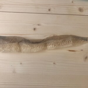 Snake Skin Shed Boa Constrictor - Etsy