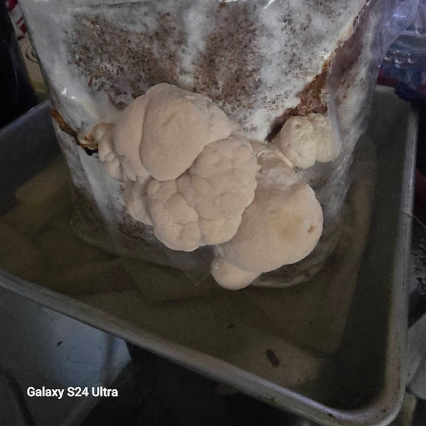 Snow Fungus Mushroom Liquid Culture Tremella Fuciformis - Etsy