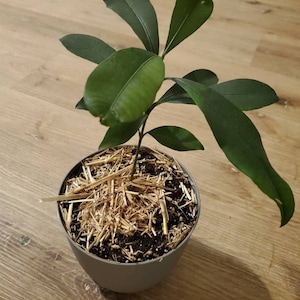 Bacuri Bacurizinho Garcinia Acuminata Mangosteen Tropical - Etsy