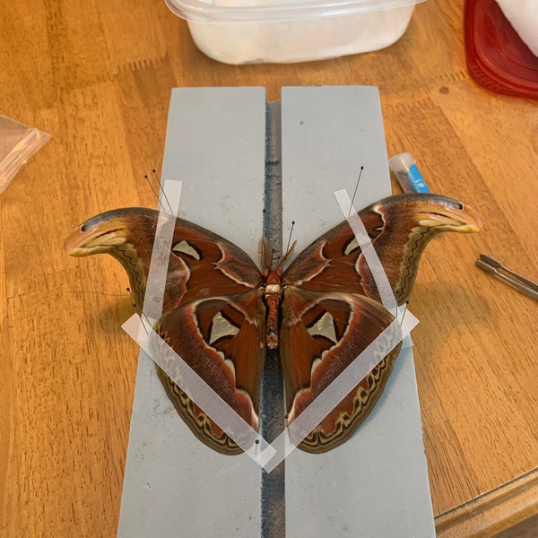 Attacus Atlas Moth Papered Specimen MALE and FEMALE Spcimens, Real ...