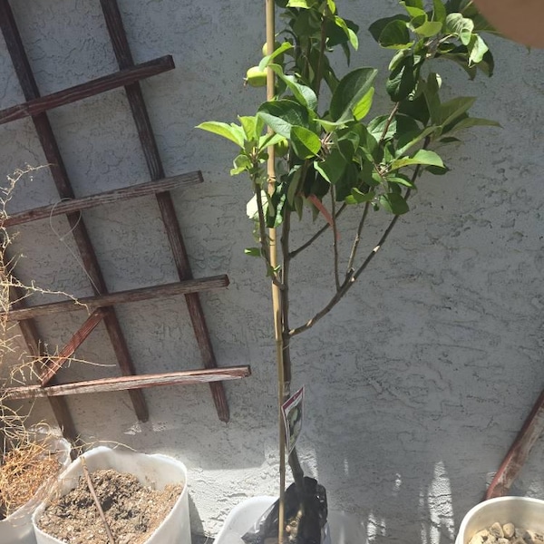 Tall Grafted 'giant Fuyu' Persimmon Tree - Fast Fruit Bearing - Rare ...