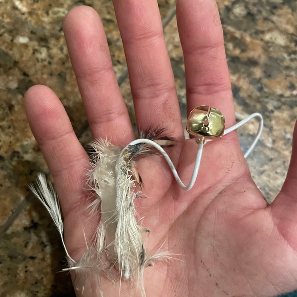 Crazy Cat Toy- Authentic Dehydrated Quail Wing - Etsy