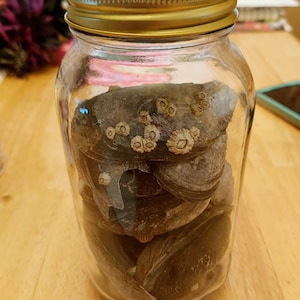 Maine Blue Mussel Shells ( 10 Shells per Order) - Etsy