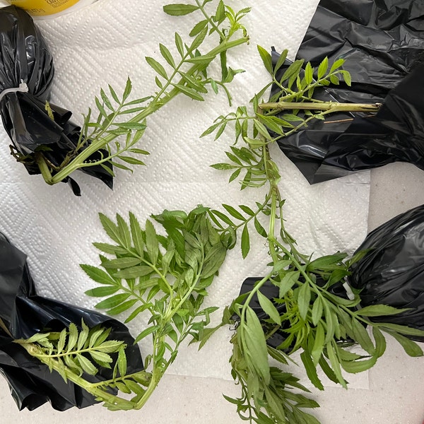 Colorful Camouflage/chinese Characters Lycra Nylon Spandex 4 Way ...