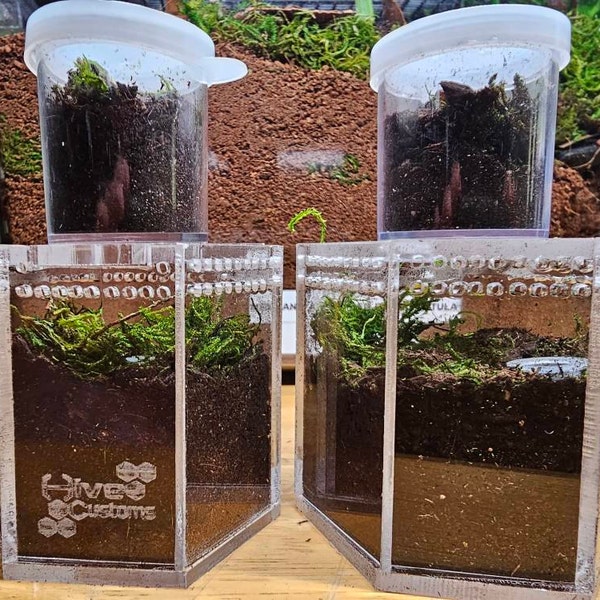 The Hive. Large Spider Cage, Bug Cage, Custom Enclosures, Hive Customs ...