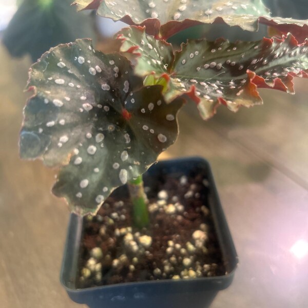 Orococo Begonia - 4” Pot - Exact Plant - Etsy