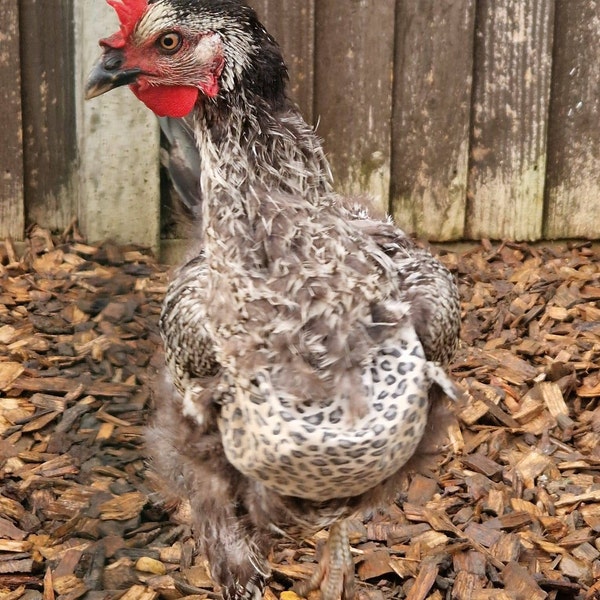 Chicken Bra, Crop Support, Pendulous Crop Support, Crop Bra, Hen Bra ...