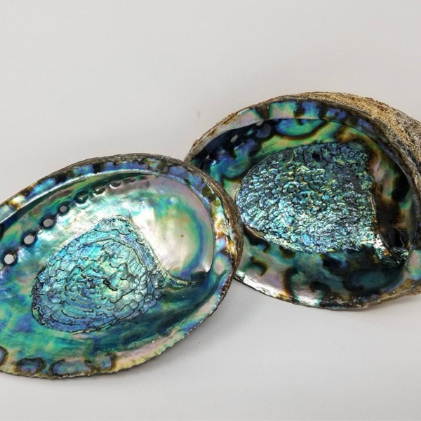 Wholesale Abalone Shells for Smudging, Smudging Bowl to Smudge White ...