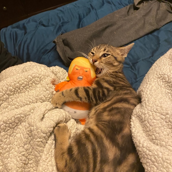 Donny-doll- Catnip Stuffed Baby Trump Doll. Baby Donald Trump Cat Toy ...