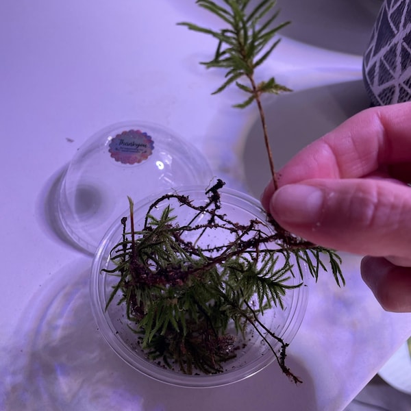 American Tree Moss - Etsy