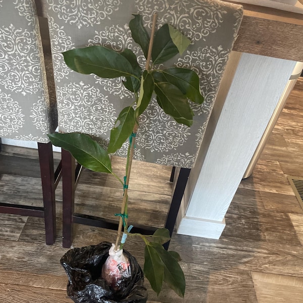 Albizia Julibrissin 'e.h. Wilson'- Mimosa Wilson - 2 to 3 Feet Tall ...