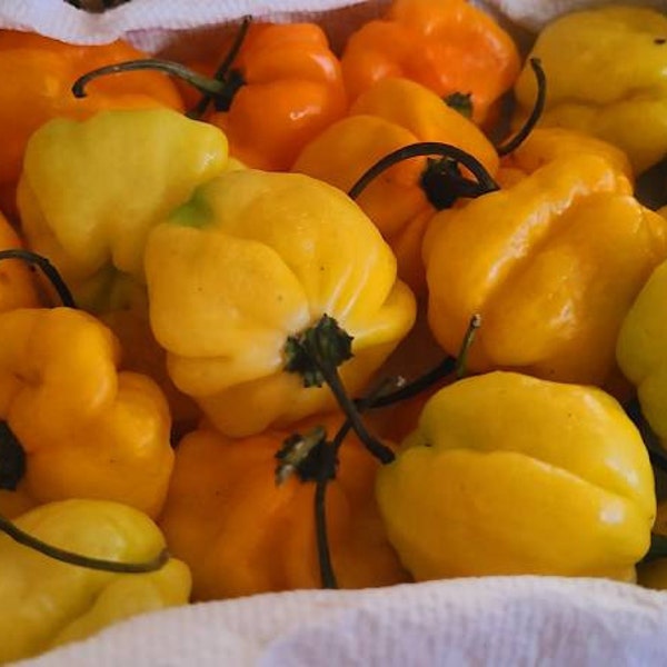 Whole Fresh Scotch Bonnet Peppers. Fresh Pods of Genuine Scotch Bonnets ...