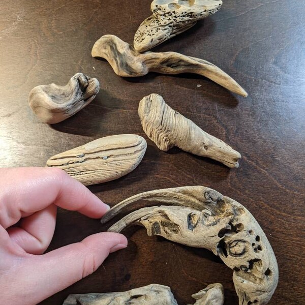 Holey Rocks, 5 Rocks Beach Rocks With Holes, 2 to 4 In. Holy Rocks ...