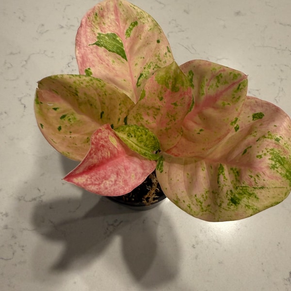 Aglaonema Jackpot Pot 4” - Houseplant - Indoor Plant - Live Plant ...