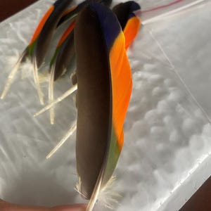 136 - Legal Hawk Feather Set - Etsy