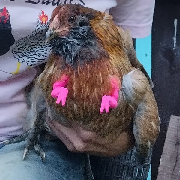 3D Printed Chicken Arms Velociraptor T-rex Dinosaur Arms - Various ...