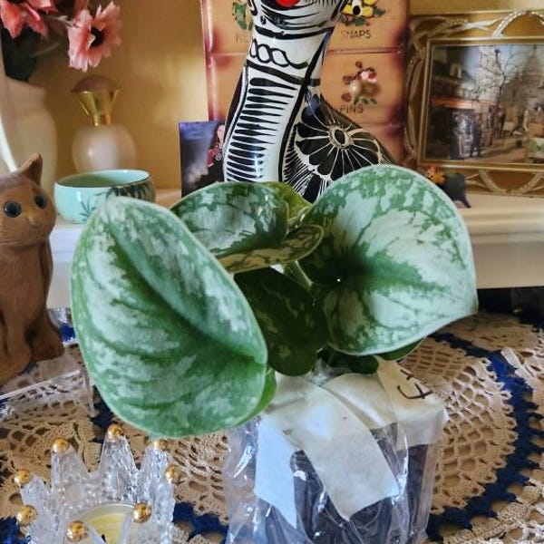 Blushing Lilac Cuttings 'krasavitsa Moskvy' Live Plant Cutting No Roots ...