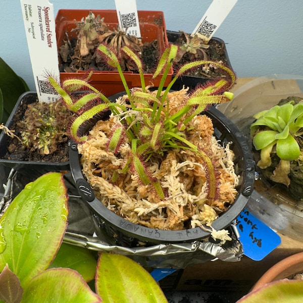 Carnivorous Spoon Leaf Sundew Drosera Spathulata Plant 3 Inch Pot - Etsy