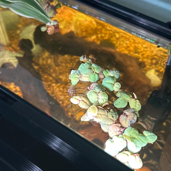 1 Bucephalandra Micro! Live Aquarium Plants! Free S/h Live Aquatic ...