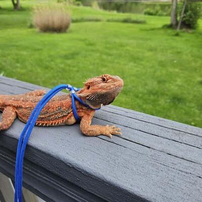 Rat Name Cage Decal for Rat Cage Custom Sign for Rat Cage Accessory for ...