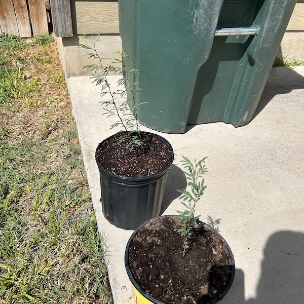 Texas Ebony, Native Texas Tree Seeds and Seedlings: Ebenopsis Ebano ...