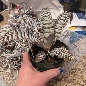 BROMELIAD LIVE Cryptanthus "absolute Zero" - Potted - Etsy