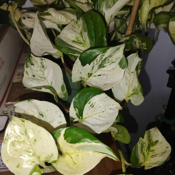 Starter Plant Thanksgiving/ Holiday Cactus "limelight Dancer" in a 3 ...