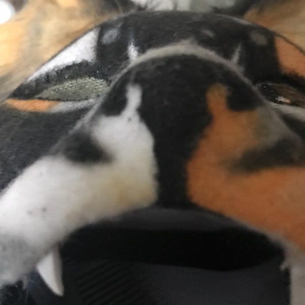 Calico Cat Therian Mask @silsoot - Etsy