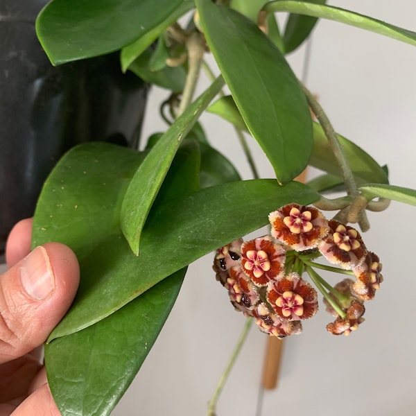 Hoya Meliflua | VERY RARE - Etsy