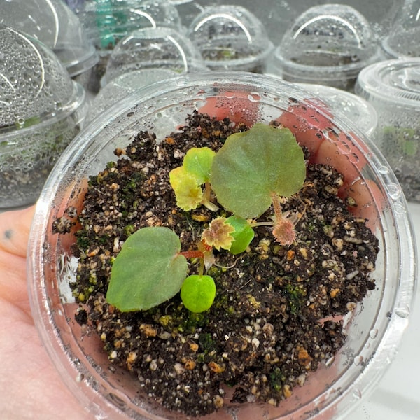 SEEDS - Begonia Sp Mantuk - Etsy