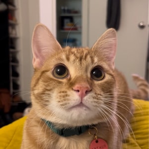 Cat Tag Leather Tag Silent ID Tag Personalized Cat Tag - Etsy