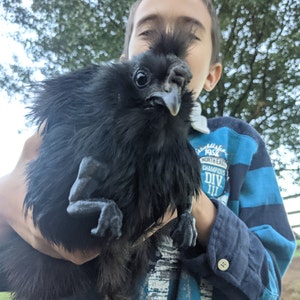 3D Printed Chicken Arms Velociraptor T-rex Dinosaur Arms - Etsy