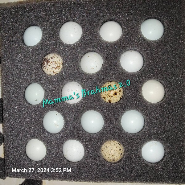 18 Hole Quail Foam Egg Shipper Sets - Etsy