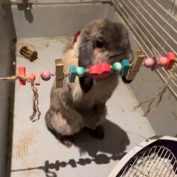 Rabbit Ramp With SIDES Option 14lb 5.5-11.25 Inches Wide 10-70 Long Rex ...