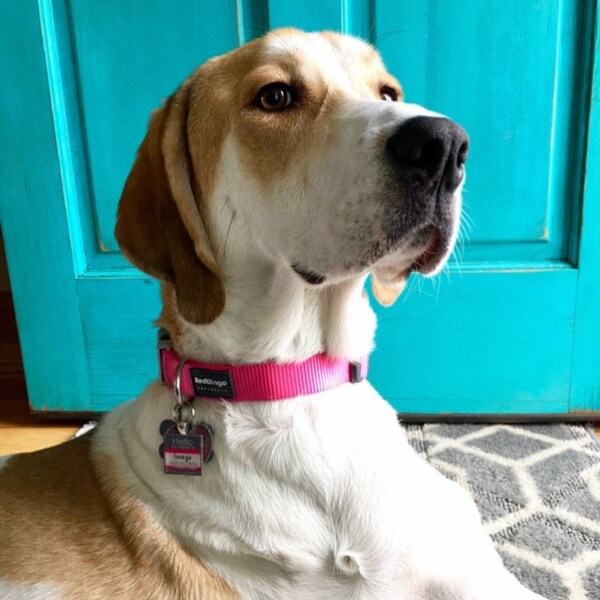 The Original "hello My Name Is" Silver Pet ID Tag -as Seen in Modern ...