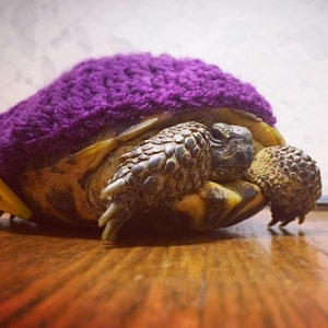 Tortoise Sweaters, Pet Costume, Turtle Sweater, Cute Animals, Tortoise ...