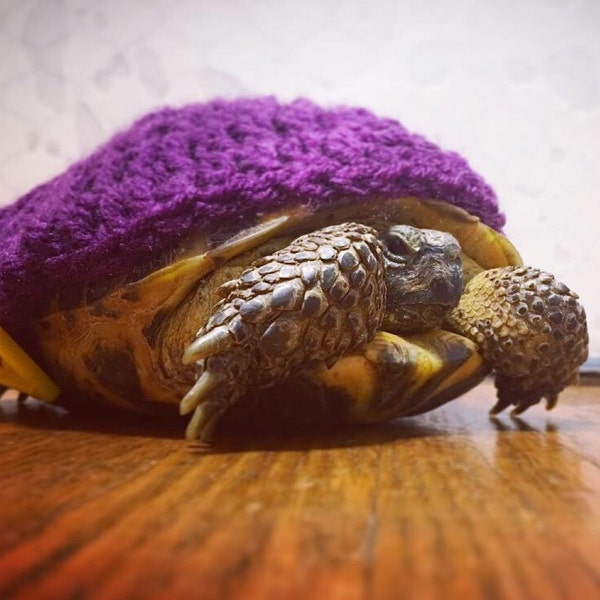 Tortoise Sweaters, Pet Costume, Turtle Sweater, Cute Animals, Tortoise ...