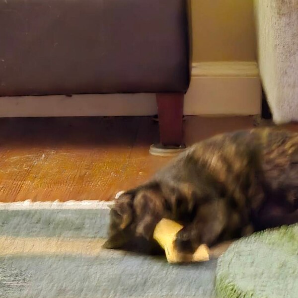 Marinated Catnip Toys for Cats Catnip Stuffed Raviolis/toys for Cats ...