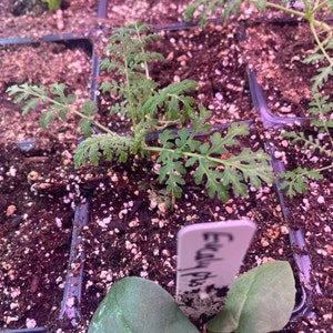 50 Ruby Silk Eragrostis / Love Grass / Ornamential / Thrives - Etsy