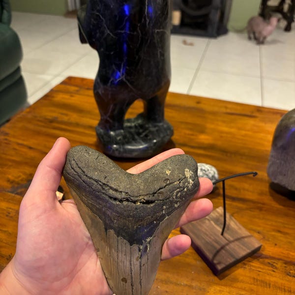 Megalodon Shark Tooth Stand Custom Metal Bracket on a Wood Base to ...