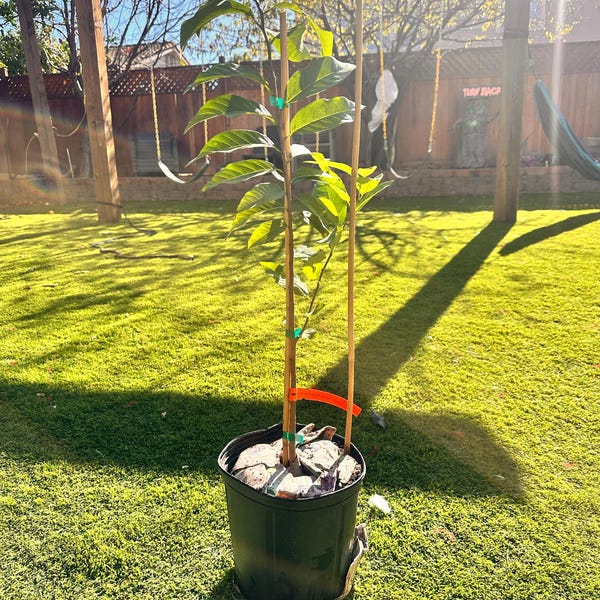 Mamey Sapote Tree - Grafted - Key West 3gl - Etsy