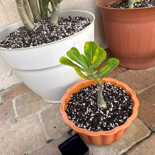 1 Grafted Double "purple Fire" Adenium /desert Rose Plant. 5-7 Inch ...