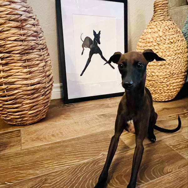 Frisky Greyhound - Playful Sighthound Giclée Print - Etsy