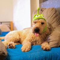 Alien Dog Costume, Toy Story Alien Dog Outfit, Halloween Dog Outfit ...